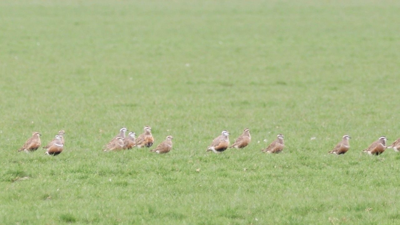 Dotterels - Morinelplevieren
