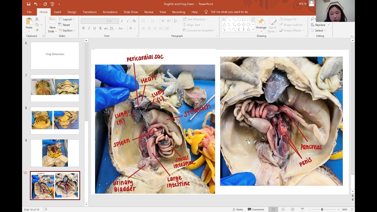 Frog Dissection Powerpoint
