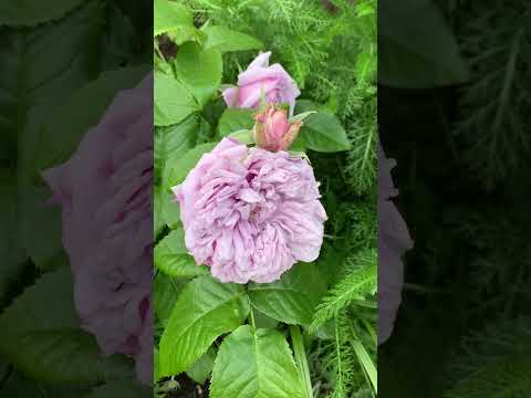 Le Ciel Bleu Rose #gardenflowers #garden #gardenroses #flowers #outdoorplants #roses #nature