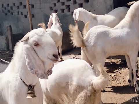 Sojat Goat - Wholesale Price & Mandi Rate for Rajasthani Sojat in India
