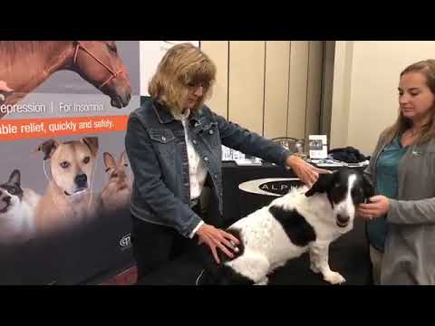 Dr. Ava Frick Demonstrates Alpha-Stim for Animals Protocol