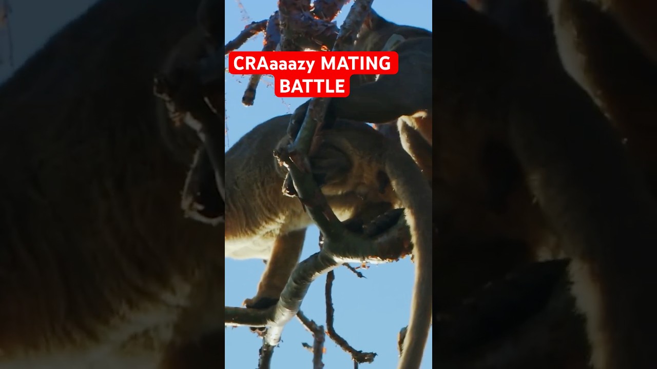 Crazy Mating Battle #fossa
