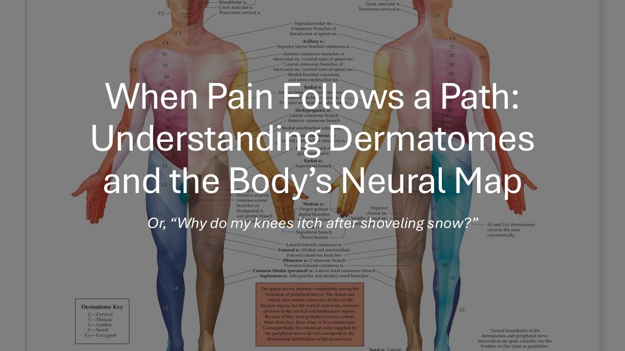 When Pain Follows a Path: Understanding Dermatomes & the Body’s Neural Map