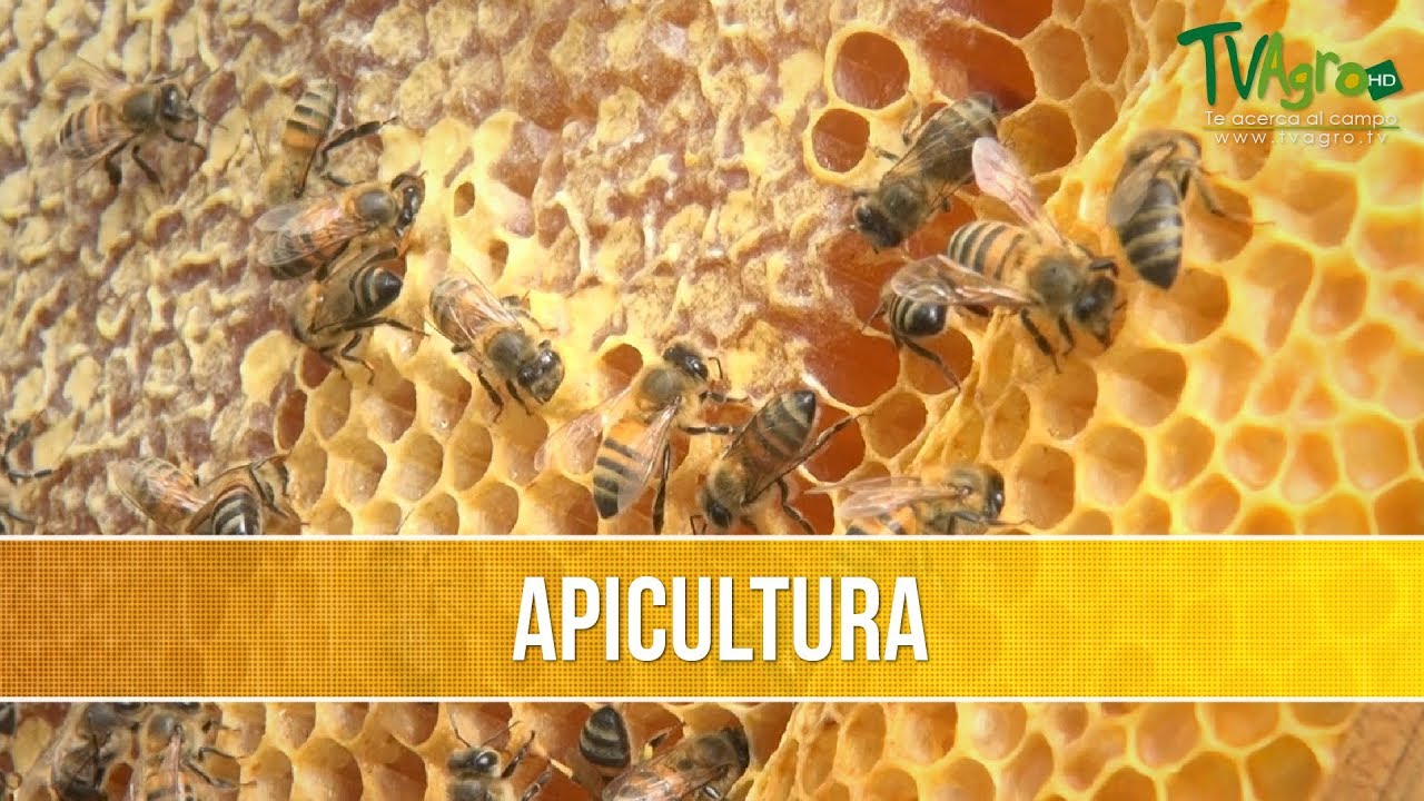 How to Develop an Artisanal Beekeeping Project - TvAgro by Juan Gonzalo Angel