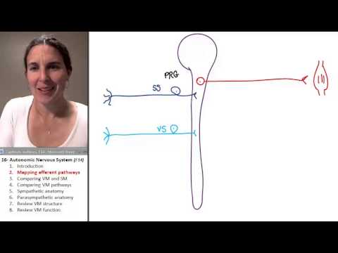 Autonomic Nervous System 2- Mapping Efferent Pathways