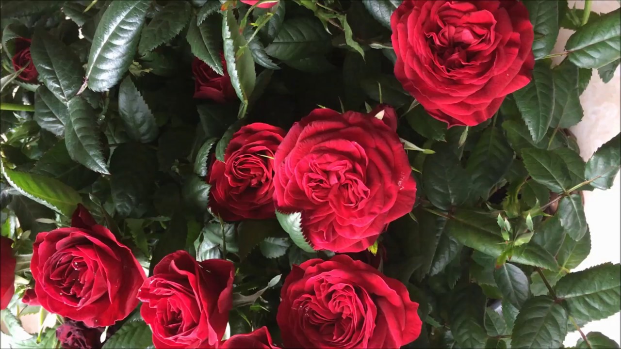 Unwins  Valentines Red Rose Basket