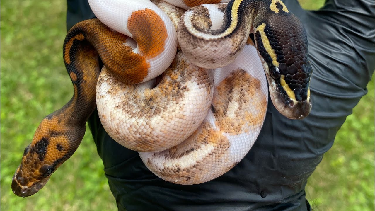 Update on Our First Ever Ball Python Clutch