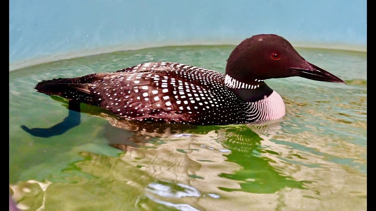 Common Loon  Wild Care June 2023