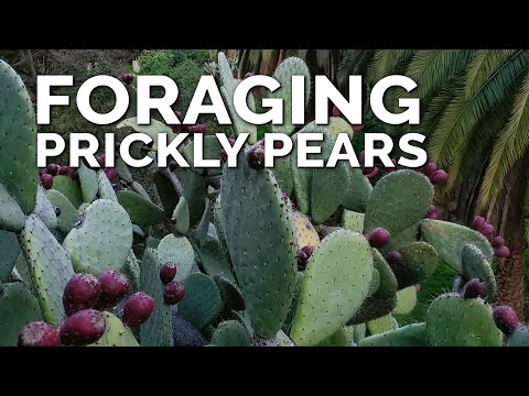 Survival Foraging for Prickly Pear Fruits!