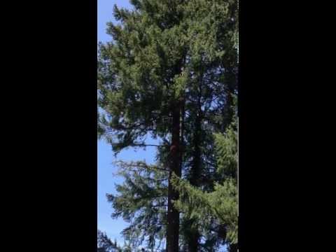 Tree Topping Frison Tree Service