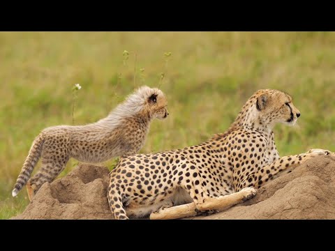 In 4K Scenic Relaxation Film Amazing Scene of Wild Animals