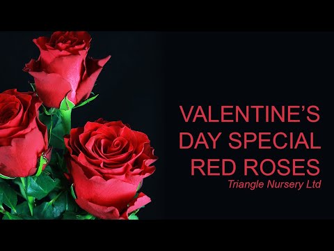 Valentines Special: Introduction to different types of red roses