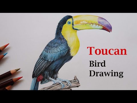 How to draw a Realistic Toucan with Color Pencils – I'm Youtuber ...