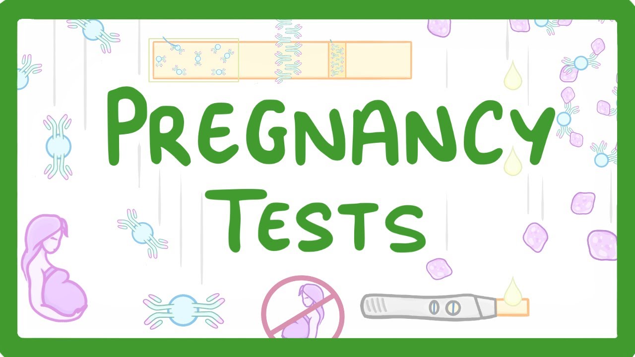 GCSE Biology - How do Pregnancy Tests Work?