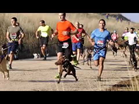 Feliz Navidad y próspero año 2017 – CDI MusCoVa