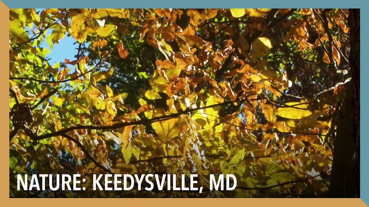 Nature: Keedysville, MD | VOA Connect