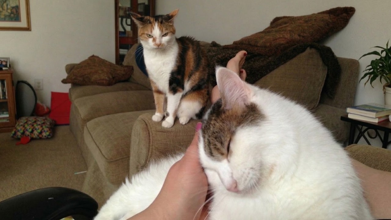 When You Live with a Very Jealous Cat
