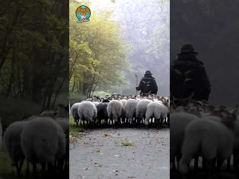 Female Shepherd and her flock of sheep #shorts