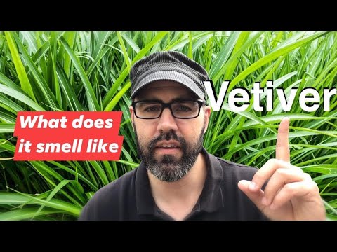 What does Vetiver Smell like?