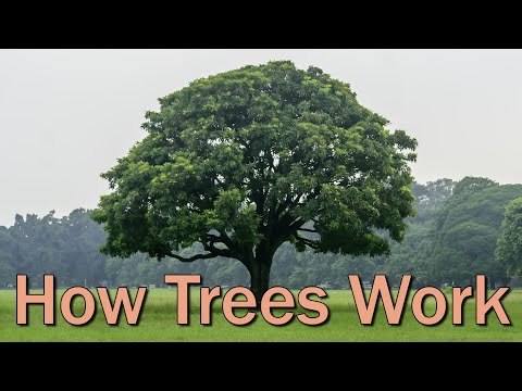 How a Tree Works – Family Plot