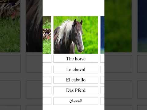The horse name in French, Spanish, German, Arabic.