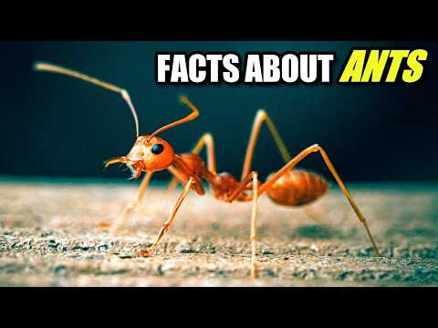 Ant Facts: OVER 10,000 SPECIES 🐜 Animal Fact Files