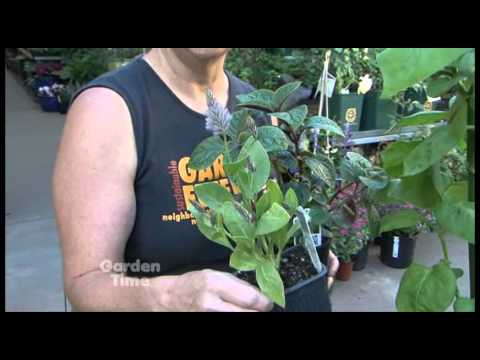 Unusual Summer Annuals