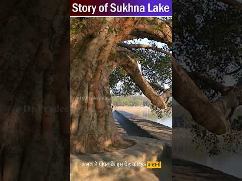 "The Legendary Peepal Tree: A Tale of Sukhna Lake || Dr. Pradeep Kaushik || #sukhnalakechandigarh