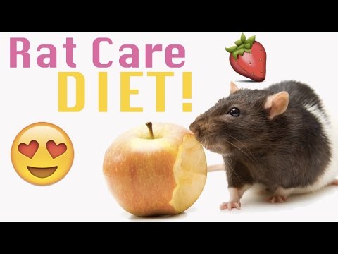 Pet Rat Care - Diet
