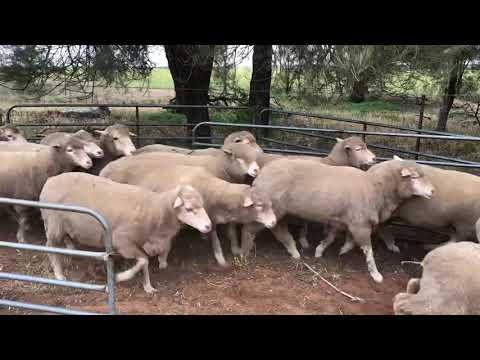 OKE merino Ewes 3 years