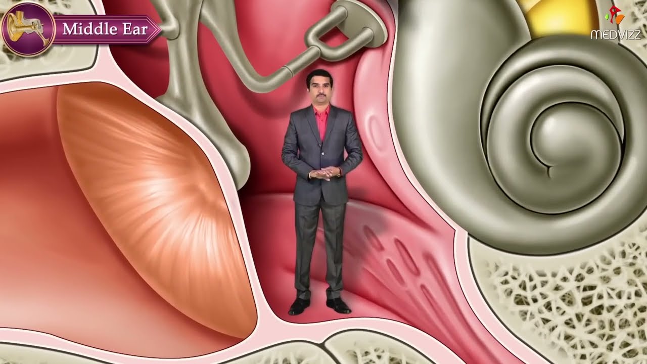 Gross Anatomy of the Middle Ear - Boundaries ,Contents and Functions ( Animation ) | USMLE Step 1