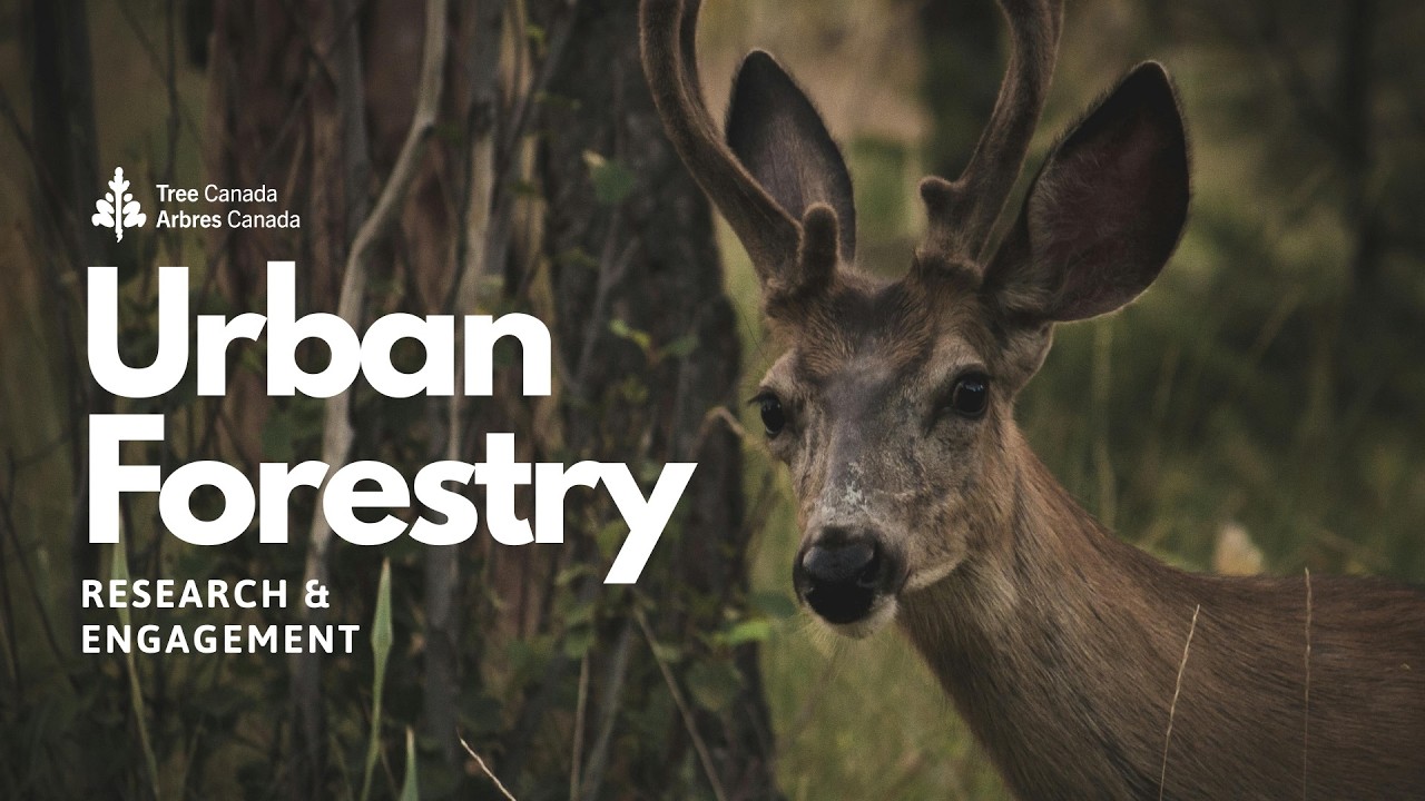 Climate Change, Equity, and the Urban Forest