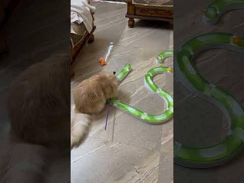 Interactive toys for cats how to play with cats catit toy