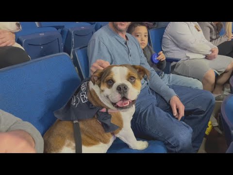 Dog Owners Bring Their Pets To See Tulsa Oilers For First 'Pucks & Paws' Event