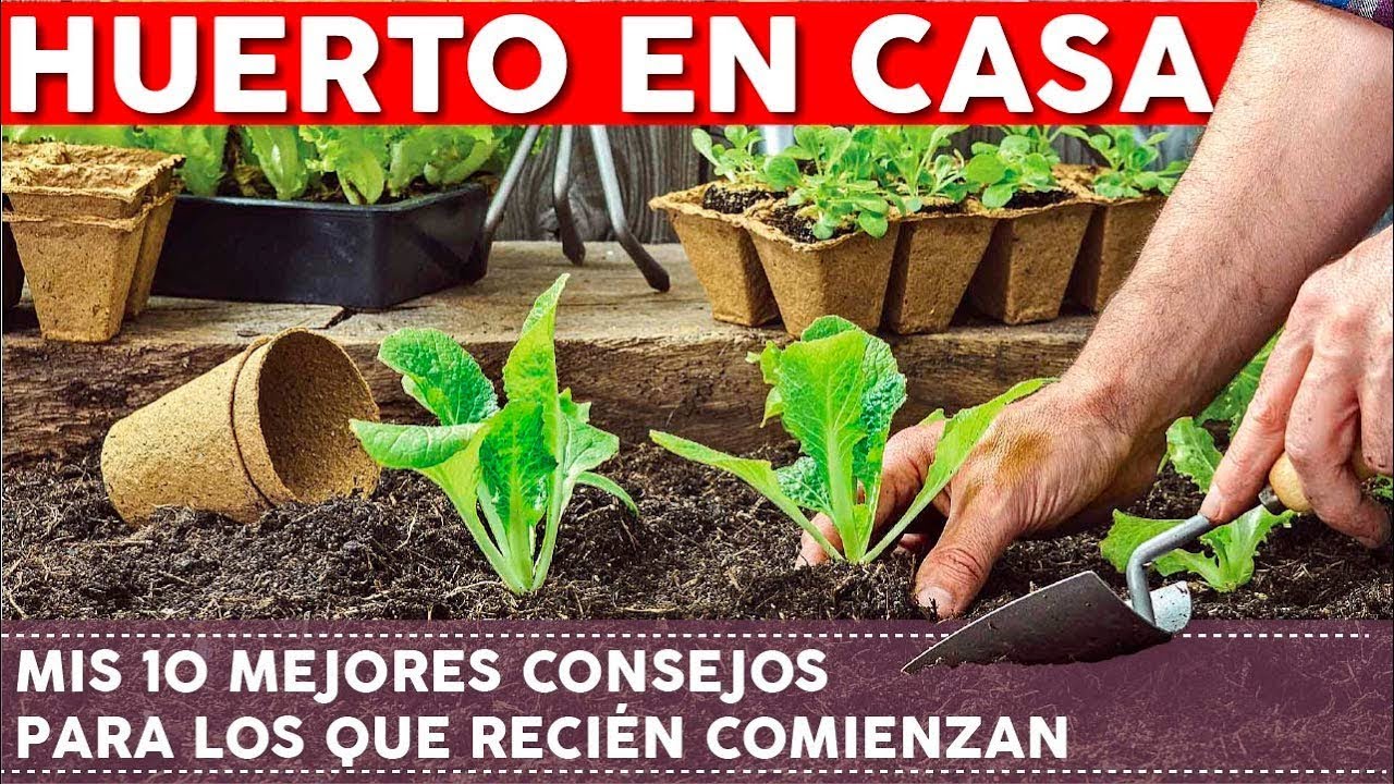 Huerto para Principiantes: 10 Consejos más importantes para COMENZAR desde cero
