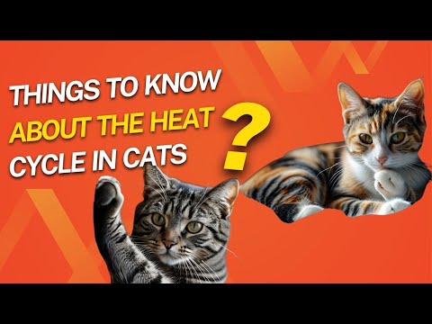 Things to Know About the Heat Cycle in Cats