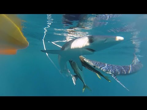Tintoreras - Tiburón azul