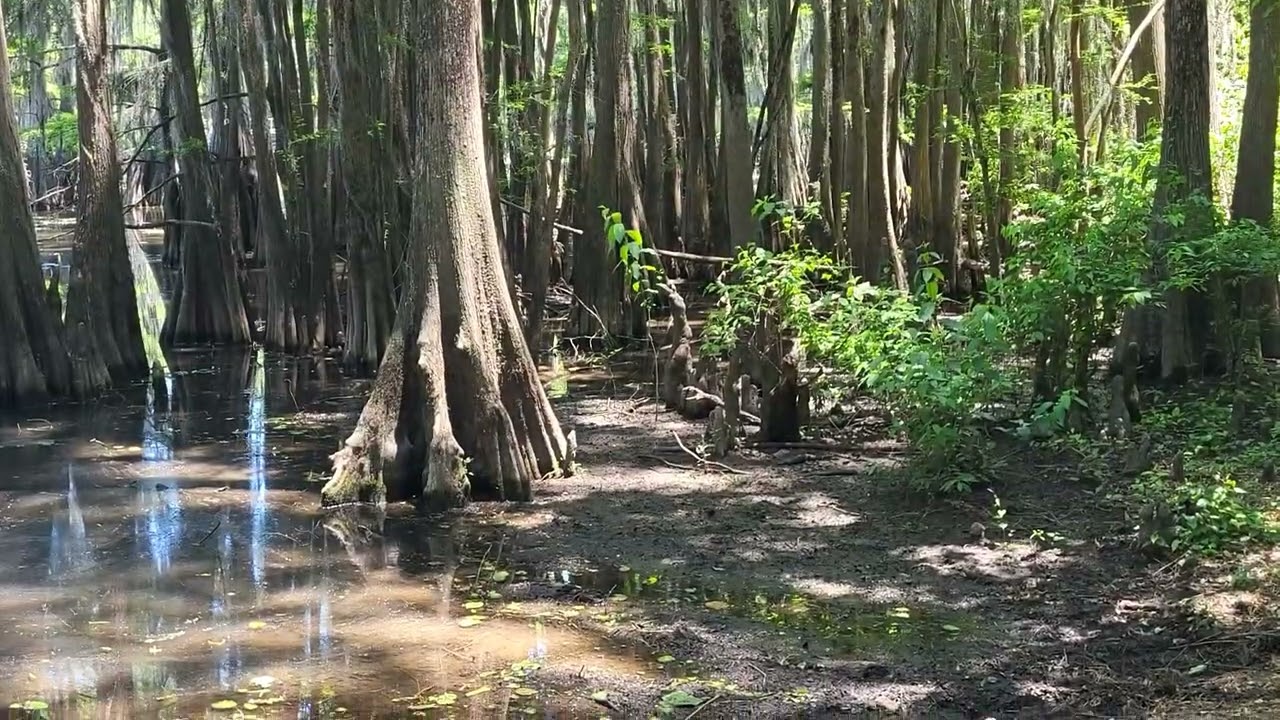 A Day at Caddo Lake May 2026