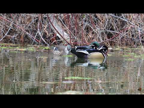 Wood Ducks On The Lake Male And Female