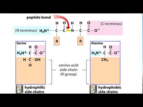 Major Elements in Biological Molecules: Proteins