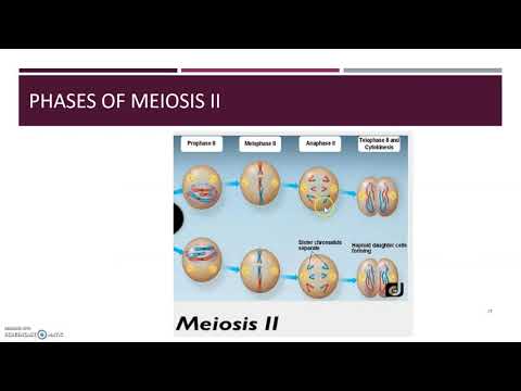 Stages of Meiosis I and II