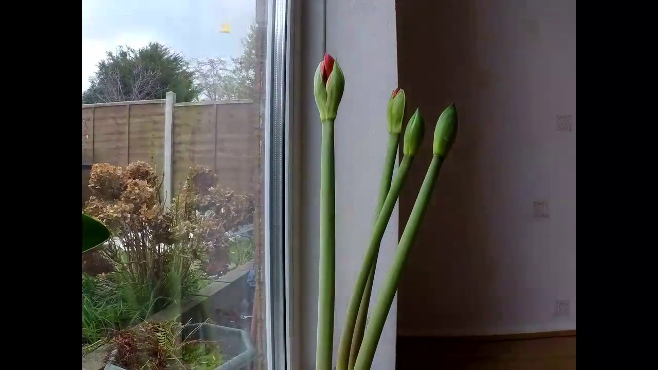 Red Amaryllis Time-lapse Part 1