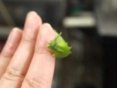 Japanese Emperor Caterpillar: What’s Not to Love With a Face Like This ...