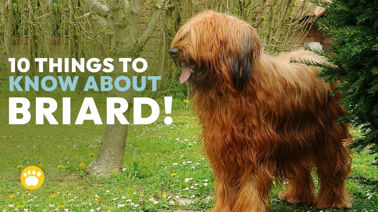 10 Things You Should Know About Briard Dogs