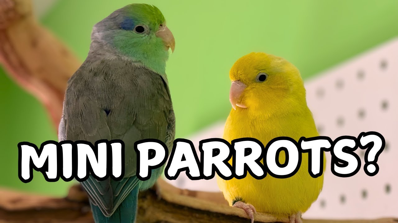 Parrotlets: Tiny Birds, Big Personalities - What You Need to Know!