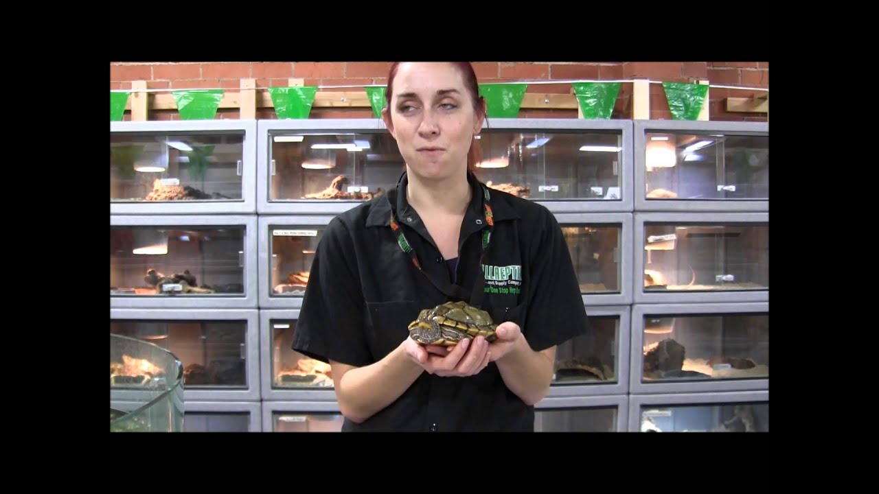 Female Texas Map Turtle