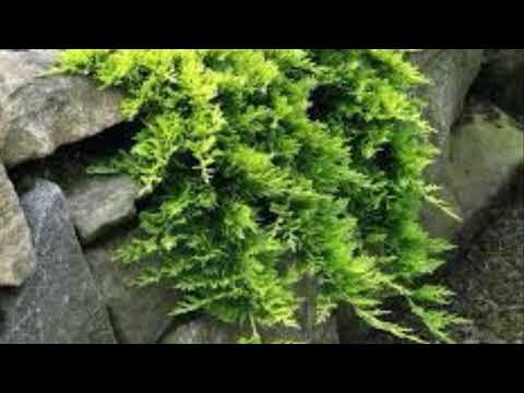 Creeping Juniper