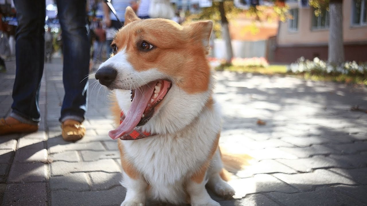 Exploring the Great Outdoors with Cardigan Welsh Corgis