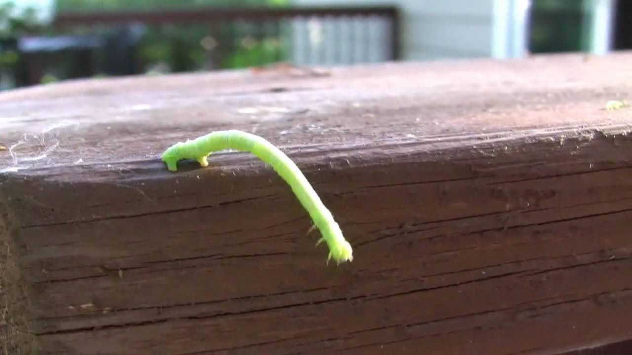 Dancing Inchworm