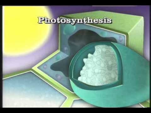 Parts of a Plant Cell
